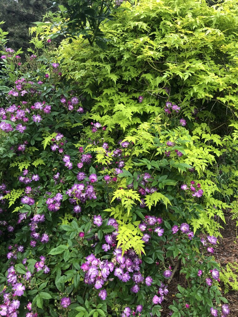 Hours, Admissions & Directions – Landcraft Garden Foundation